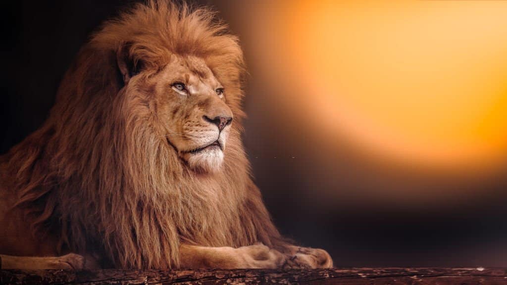 El Rey de la Jungla: ¿Dónde vive el León? - ¿En Dónde Vive?